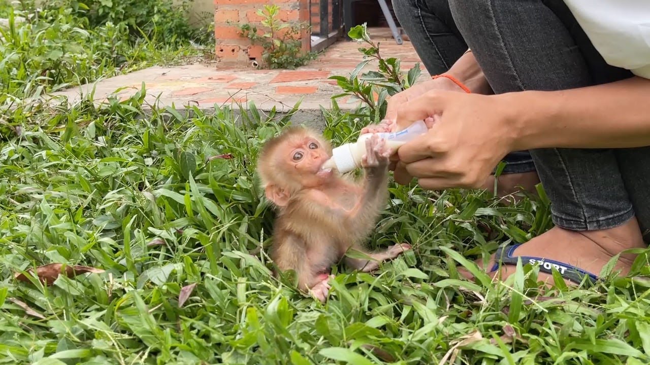Mom Mom Give A Cute And Unique Name For Lil Newborn Baby Monkey Called ...