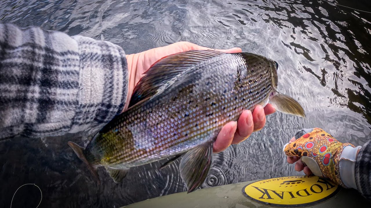 20 Seconds of Trico Hatch on the Big Hole River in Montana | Fly ...