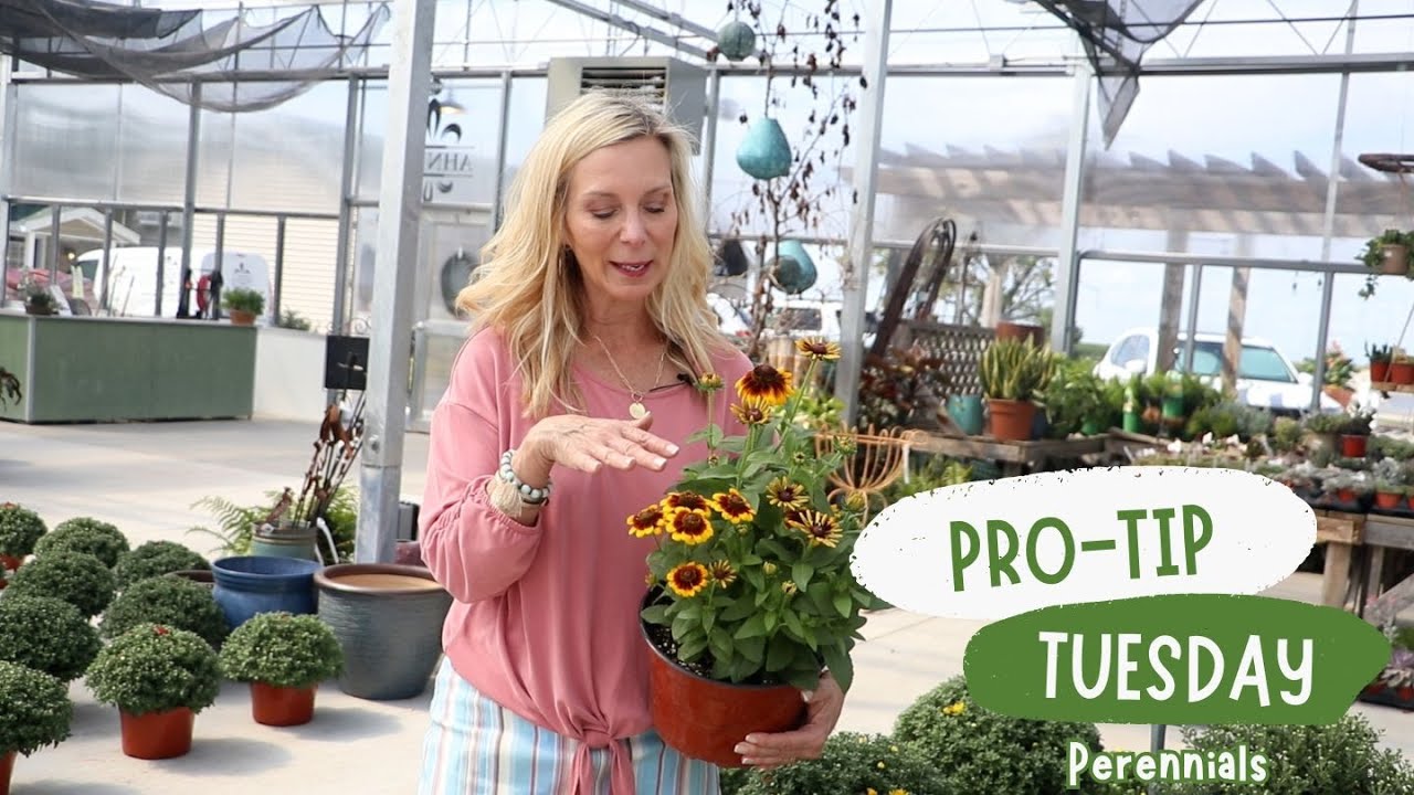 Pro-Tip Tuesday: Perennials! | AHNER'S FLORIST - YouTube