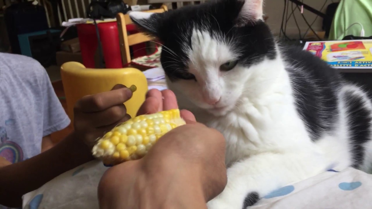 Enabling My Cat's Corn Addiction - YouTube