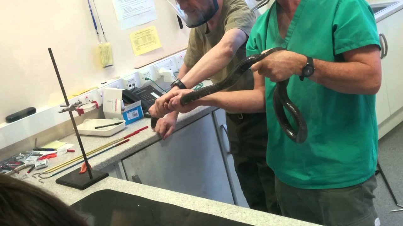 Venom extraction from 3 snakes at Liverpool School of Tropical Medicine ...