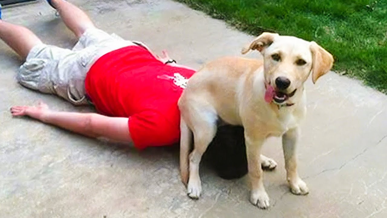 World's Funniest Dog Fails | Try Not To Laugh Challenge 🐶🤣 - YouTube