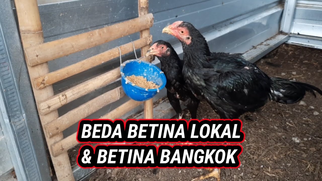 Perbedaan Aayam Betina Lokal Dan Ayam Betina Bangkok - YouTube