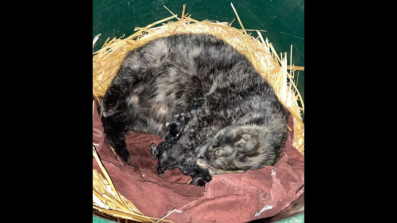 Oh boy! One more set of babies born on our farm this spring. See the ...