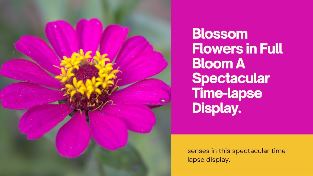 Blossom Flowers in Full Bloom A Spectacular Time-lapse Display. - YouTube