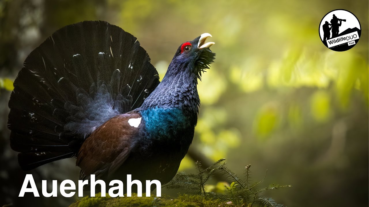 Balzender Auerhahn [Impressionen - Zeitlupe Canon R5] - YouTube