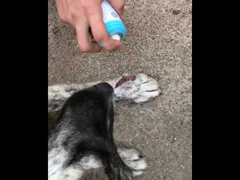 Spraying an open cut wound on dogs leg - YouTube