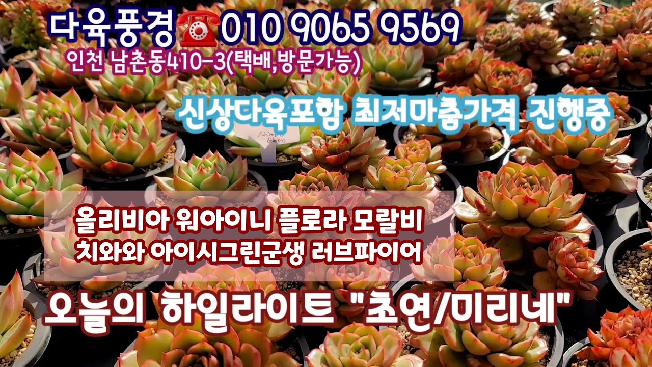 짱짱한다육 아이시그린군생 모랄비치와와🍁오늘다육초연 미리네🍁신상자단미인트리덴시스 웨딩🍁워아이니 플로라 묵딩블루엘프 온슬로우