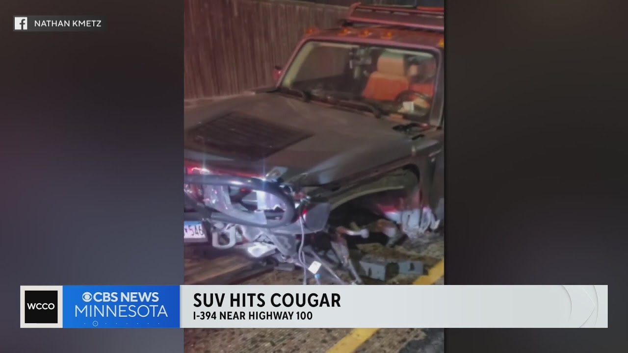 Cougar Hit And Killed By Motorist On Twin Cities Freeway Youtube