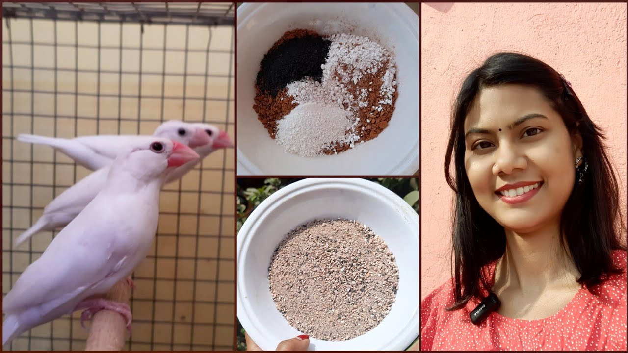 Cheapest Grit For Java Bird || Homemade Grit For Java Bird - YouTube