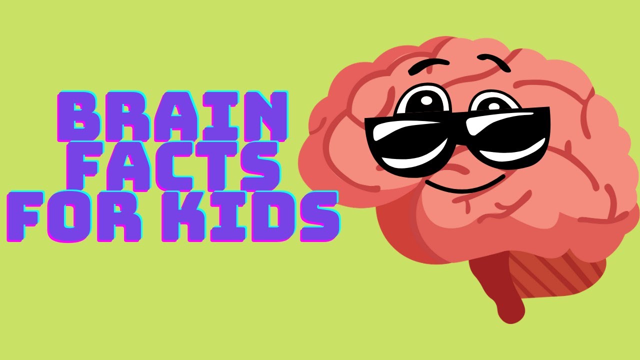 Parts Of The Brain And Their Functions For Kids