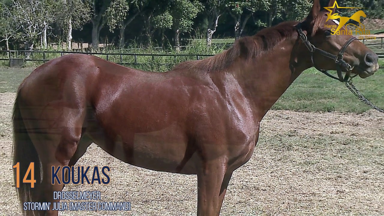 14 KOUKAS⭐️ - YouTube