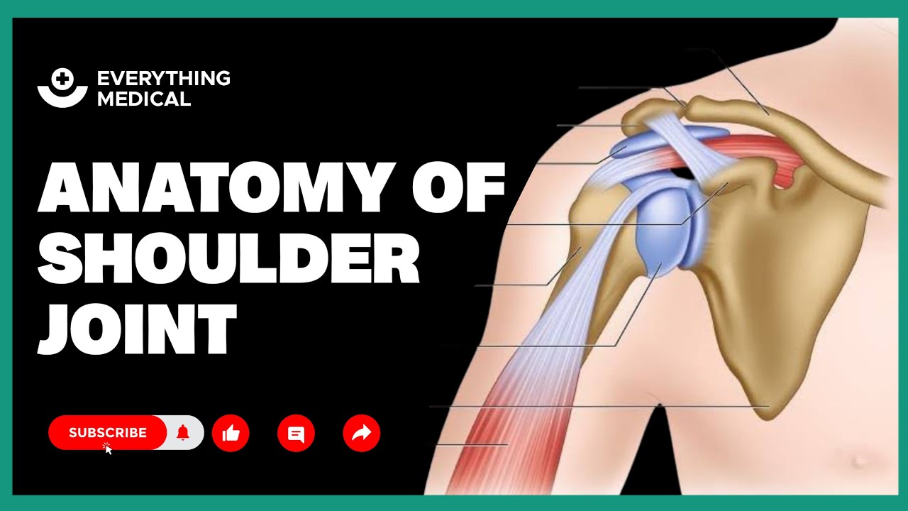 ANATOMY OF SHOULDER JOINT(Glenohumeral joint)| Articular surface ...