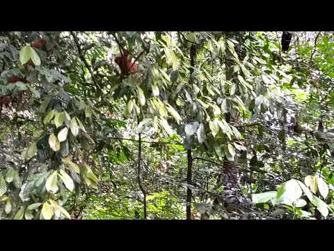 Danum Valley, Borneo, Malaysia - Red Leaf Monkeys 2018 Dec. 23