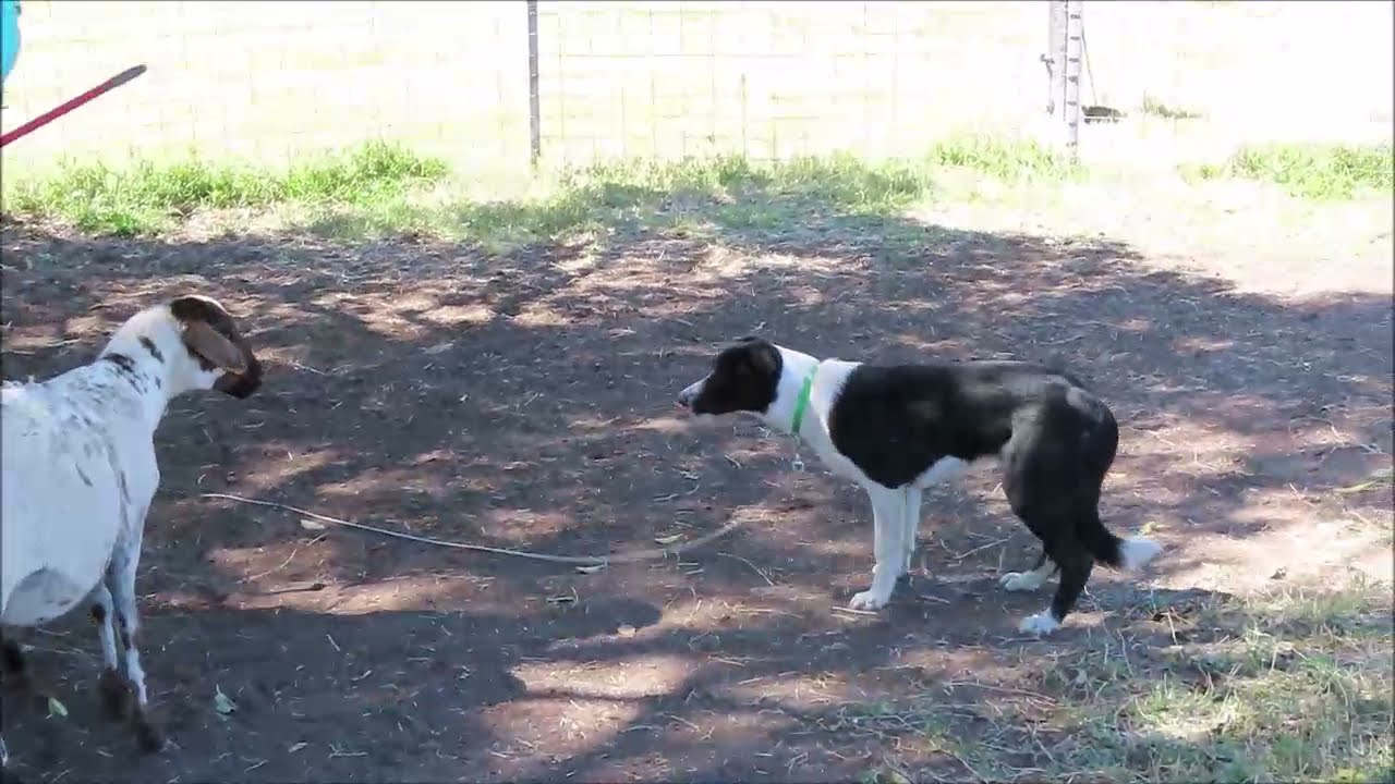 RC Pastoral working stock dogs - male pup - RC Gently - YouTube