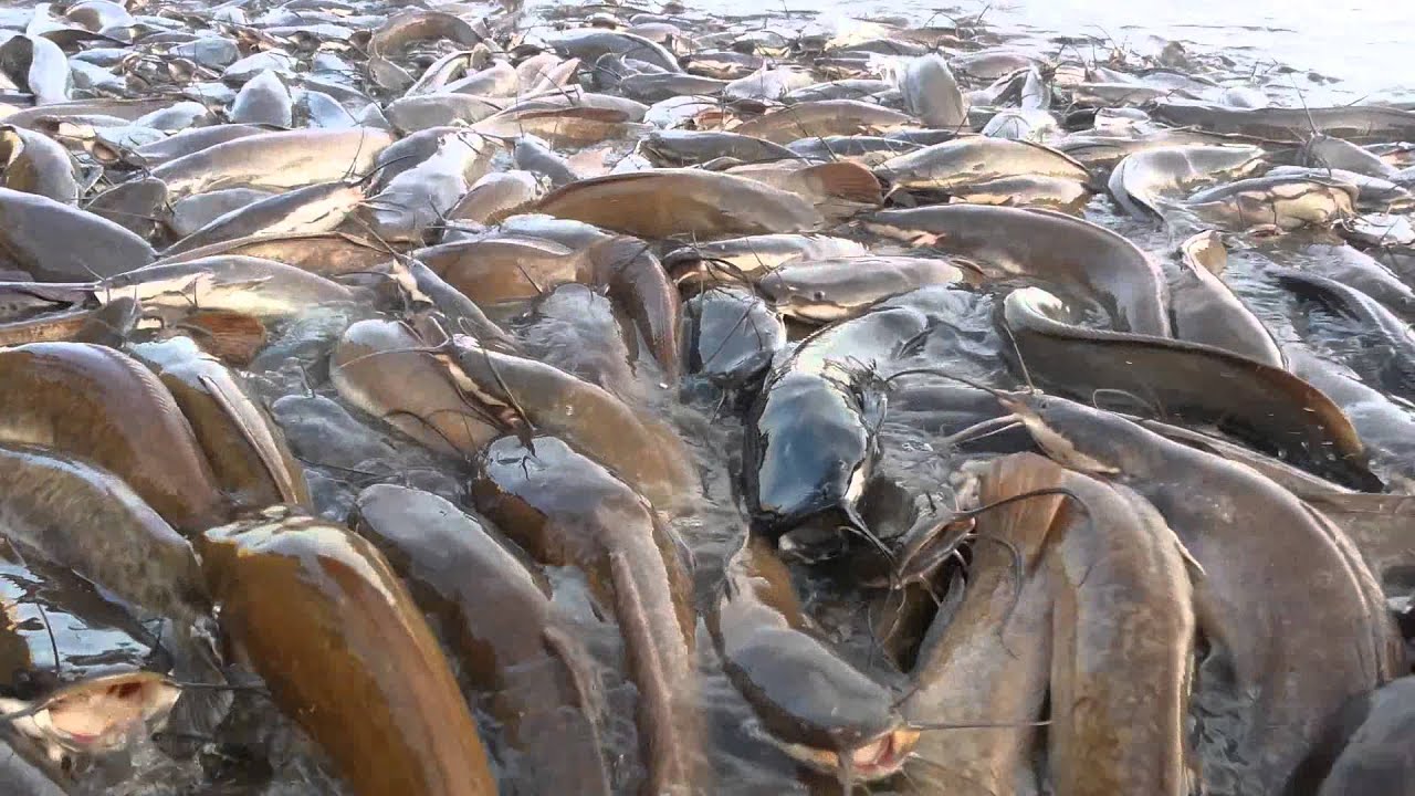 Silures en inde - YouTube