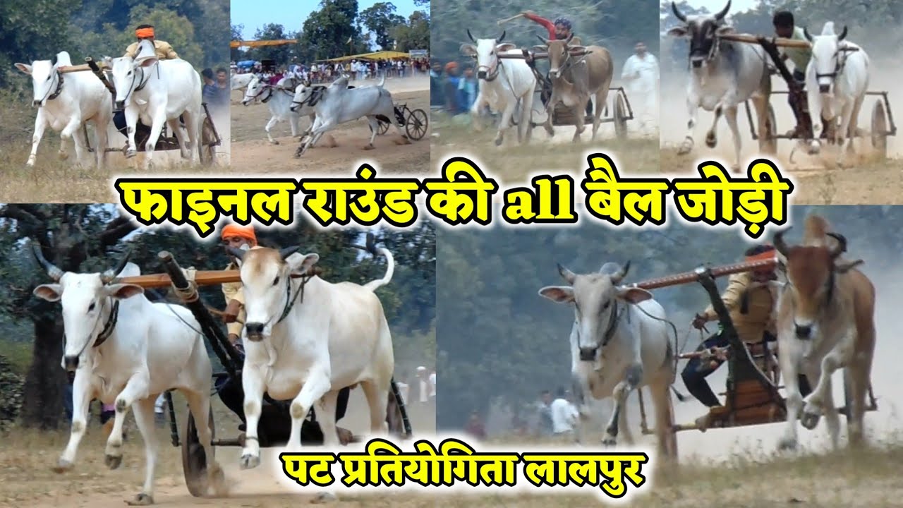 pat pratiyogita lalpur final all bail jodi Bullock Jodi Race Pat ...