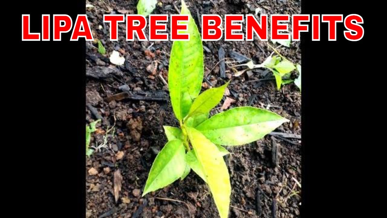 Lipa Tree (Alingatong) - YouTube