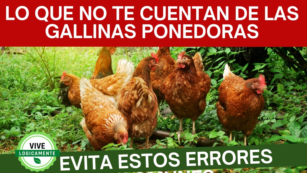Gallinas Ponedoras Para Principiantes