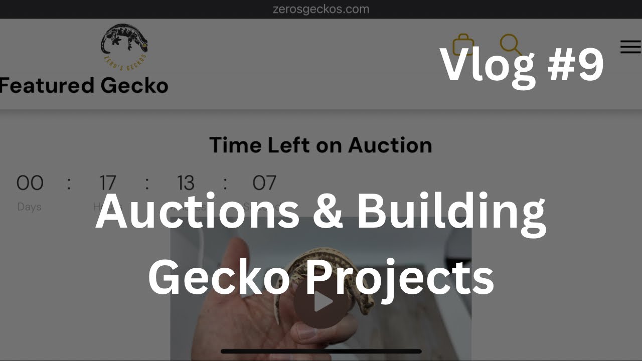 Auctions & Building Gecko Projects | Vlog #9 of Zero's Geckos - YouTube