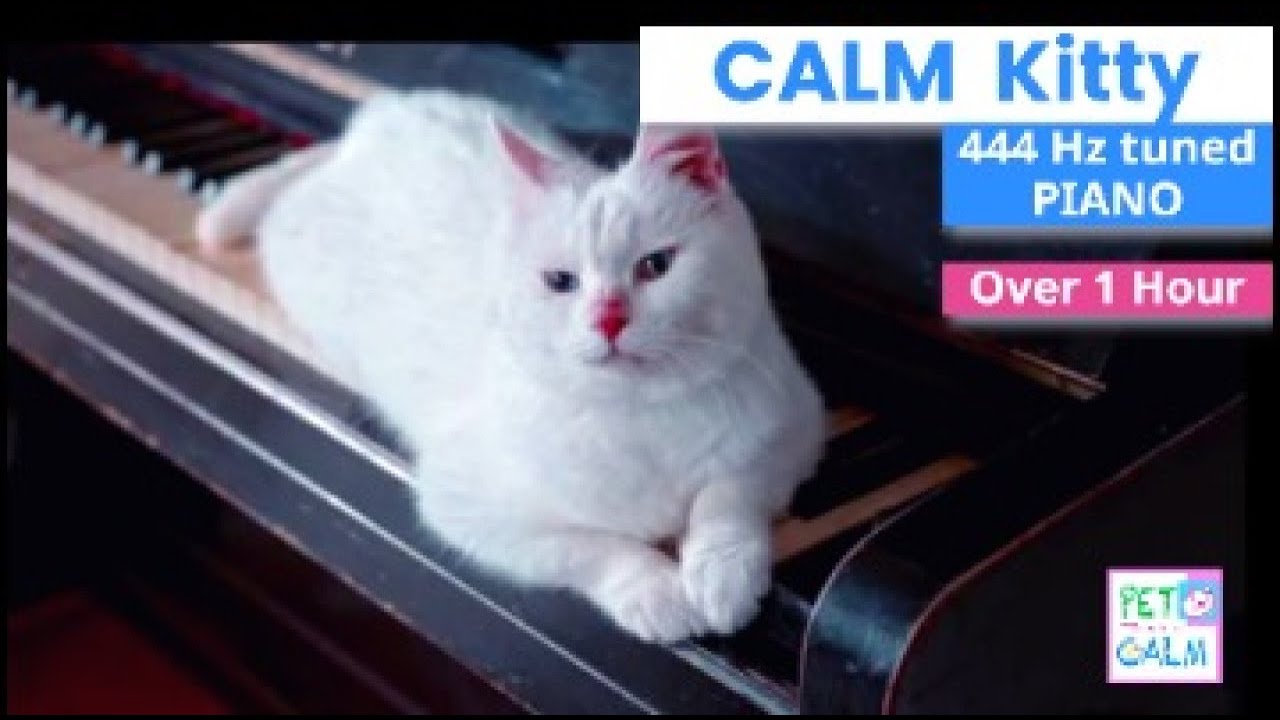 CALM KITTY piano music to calm your cat - YouTube