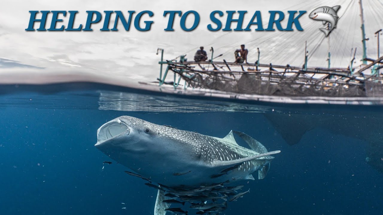 HELPING SHARK🦈 BY FISHERMANS - YouTube