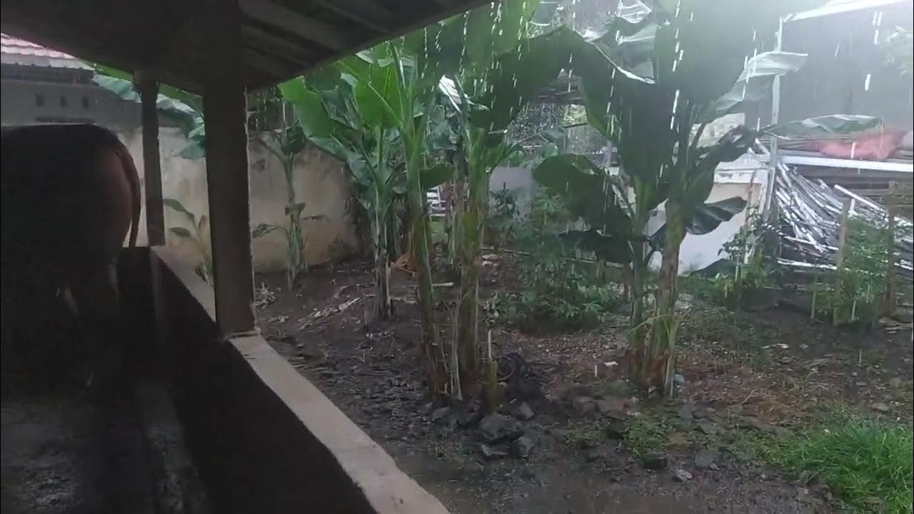 #hujanrelaksasi #suarahujanderas || HUJAN DERAS NEDUH DI KANDANG SAPI - YouTube