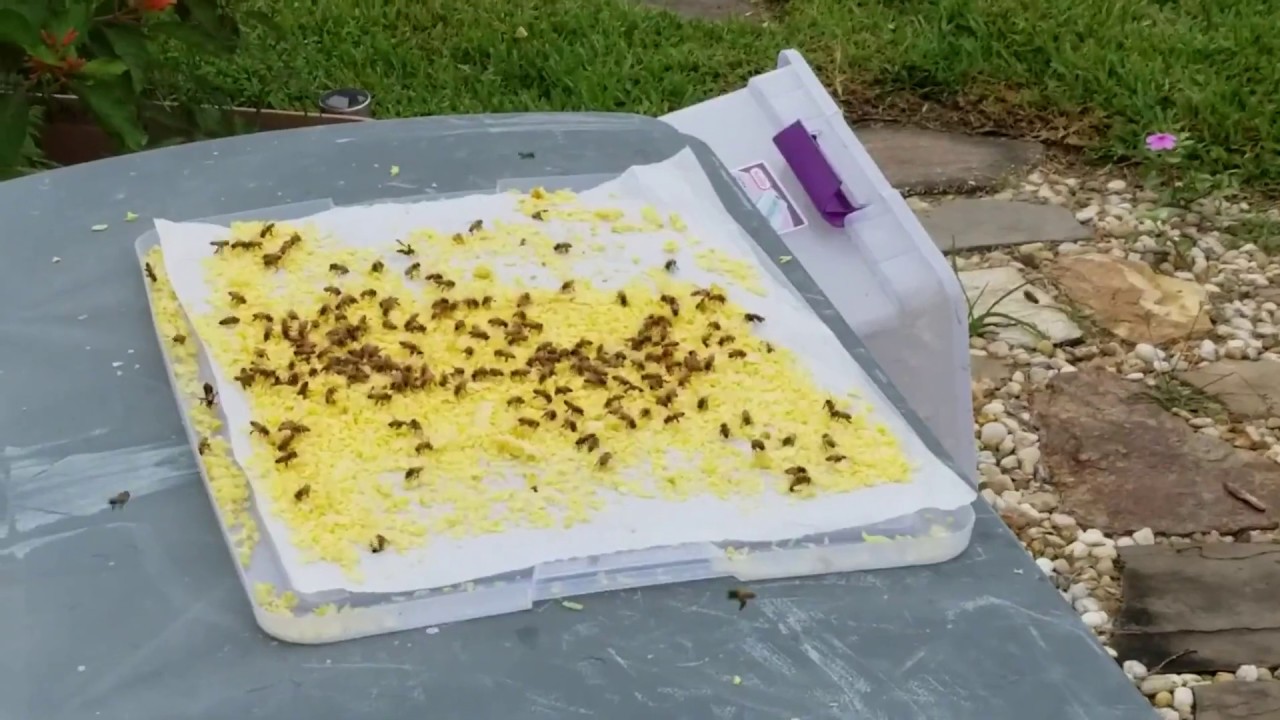 BeesForagingCappings - YouTube