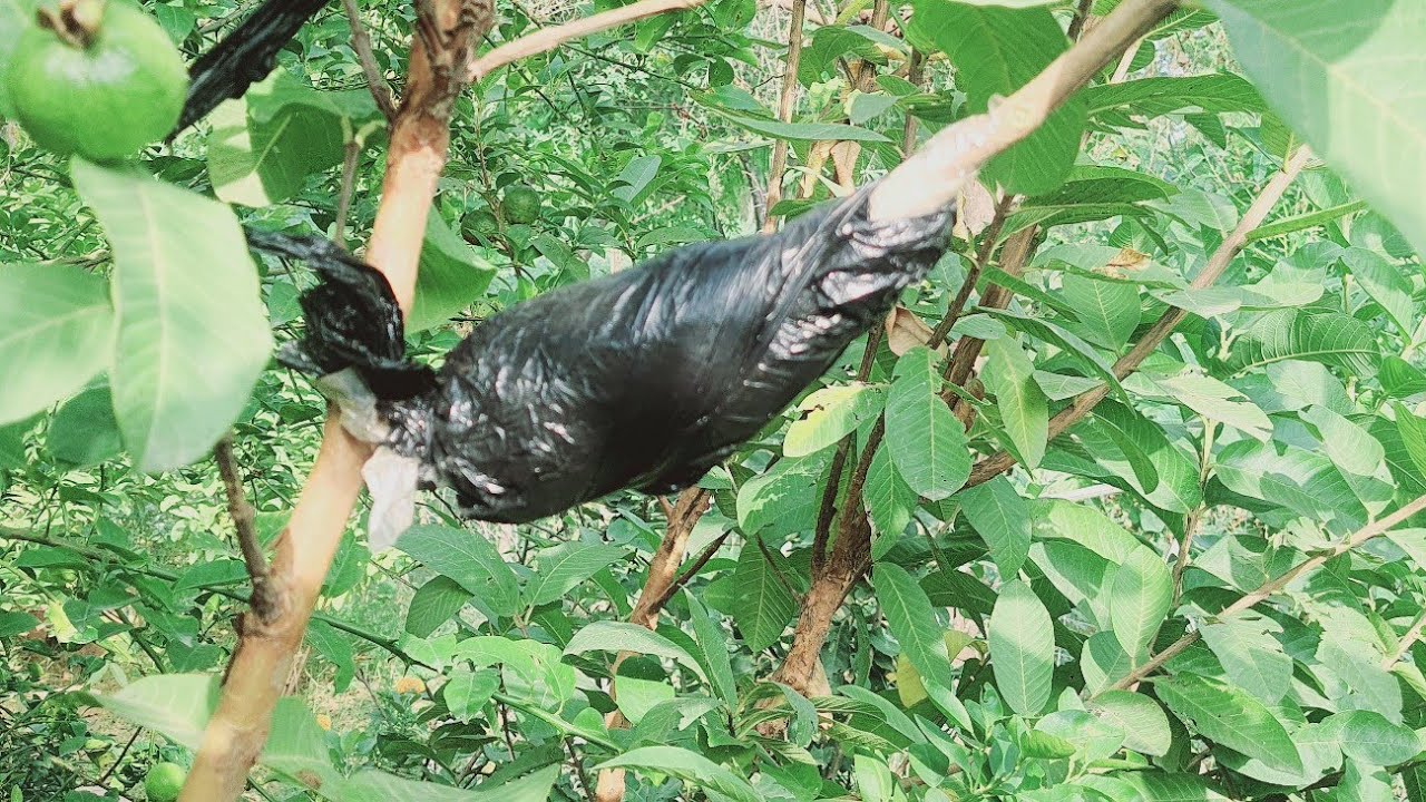 Guava tree air layering propagation | How to Air Layering Guava Growing ...