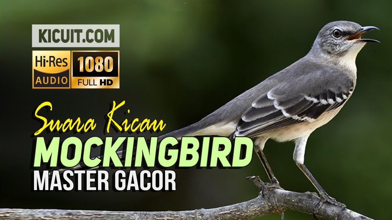 Masteran Burung Kicau Mockingbird Gacor - Mockingbird Bird Sound - YouTube