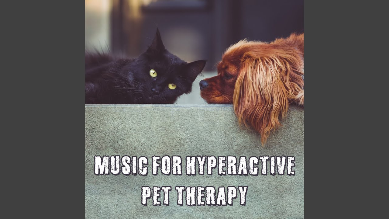 Dogs Meditation - YouTube