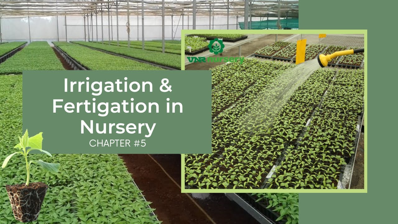 Vegetable Grafting: Chapter 5 - Irrigation & Fertigation in Nursery ...