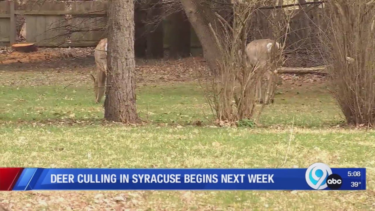 Deer culling in Syracuse begins next week - YouTube