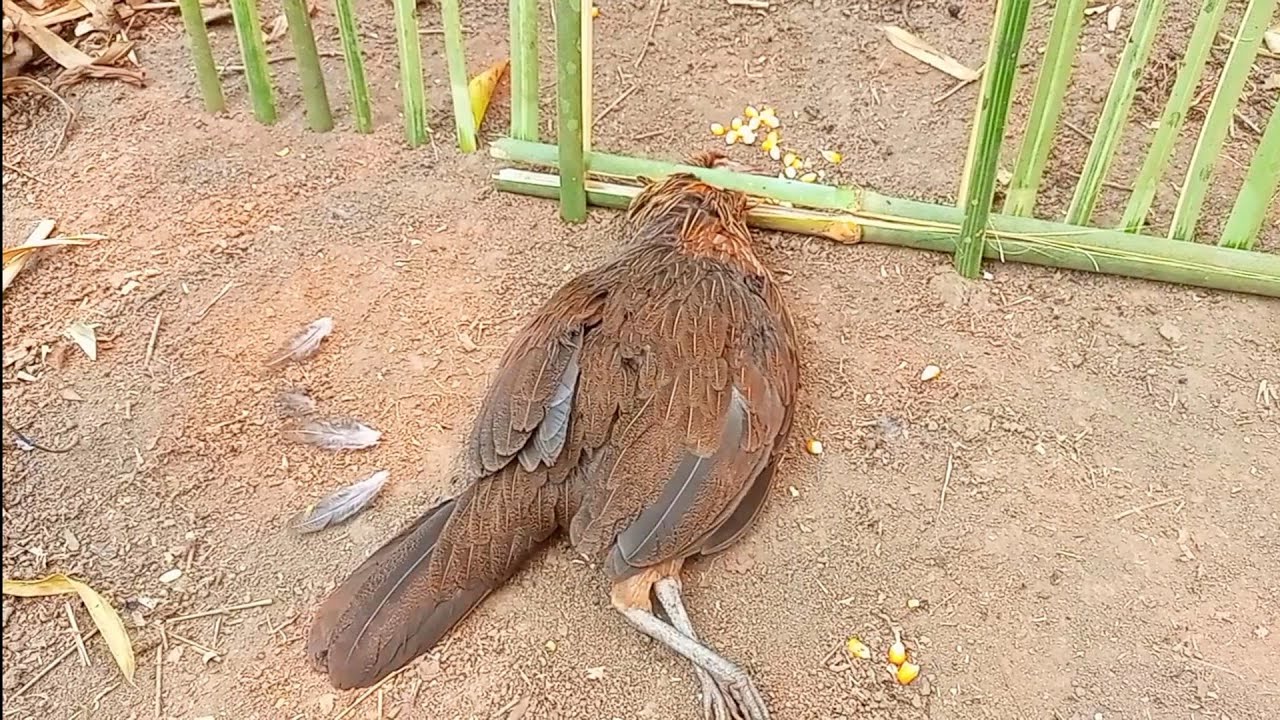 Primi Wild Create wild chicken trap using bamboo working - YouTube