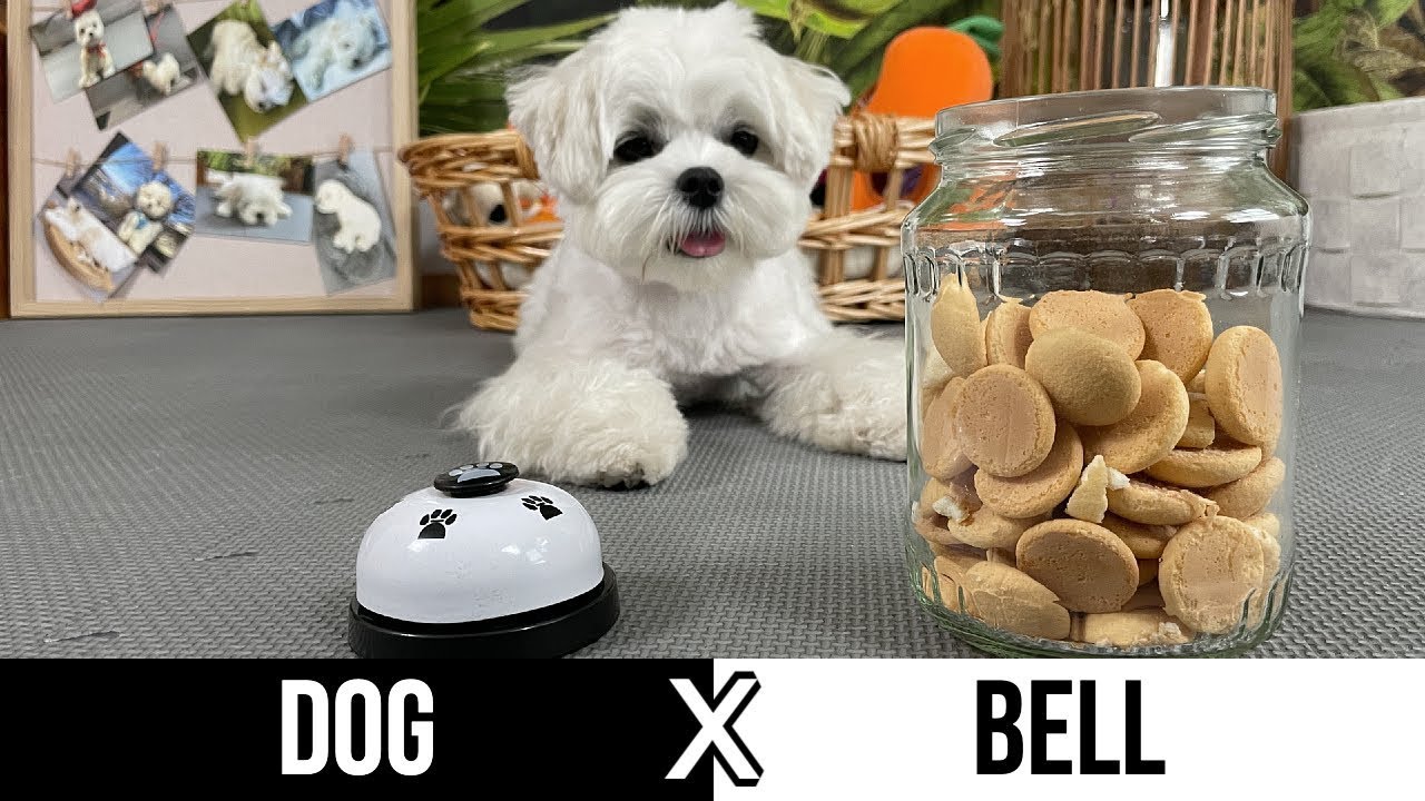 Maltese Puppy Training Tips - How to Ring a Bell - YouTube