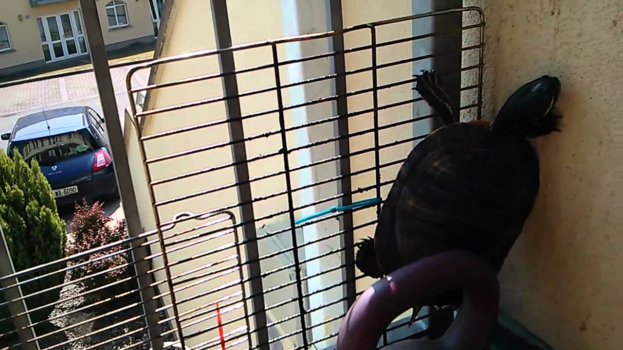 Turtle climbing fail 2 - YouTube