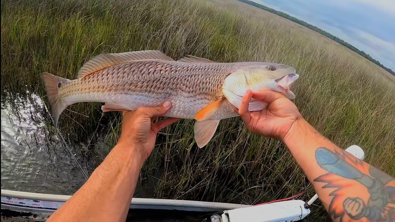 Limiting out on big beautiful redfish! - YouTube
