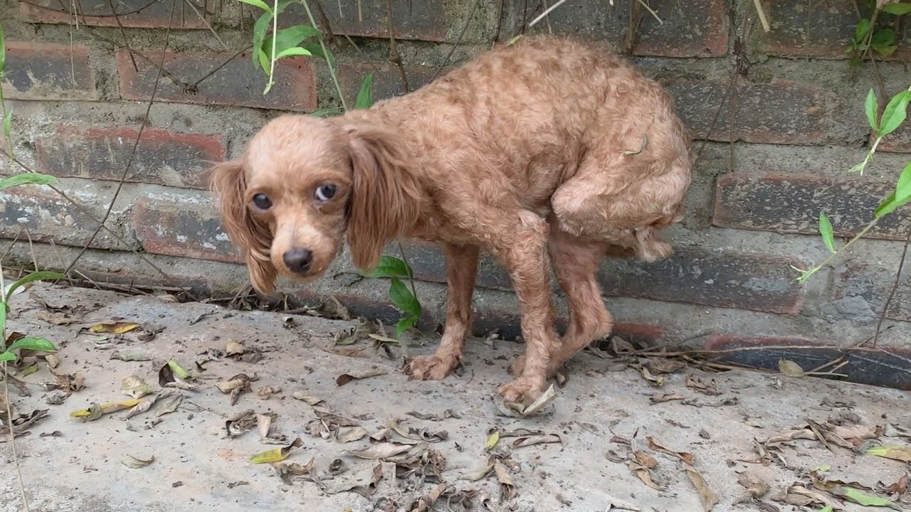 Rescue a deformed dog that lost a leg - YouTube