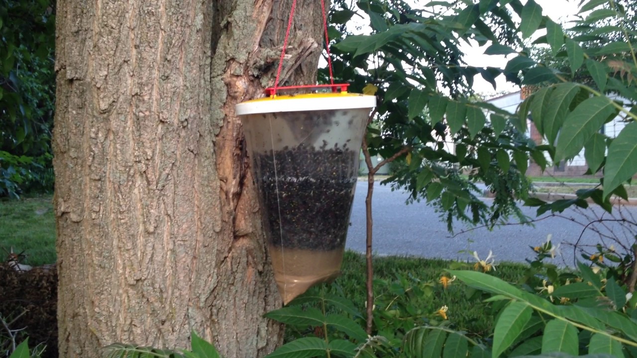 The Flies Be Gone Nontoxic "Original" Fly Trap in Action! - YouTube
