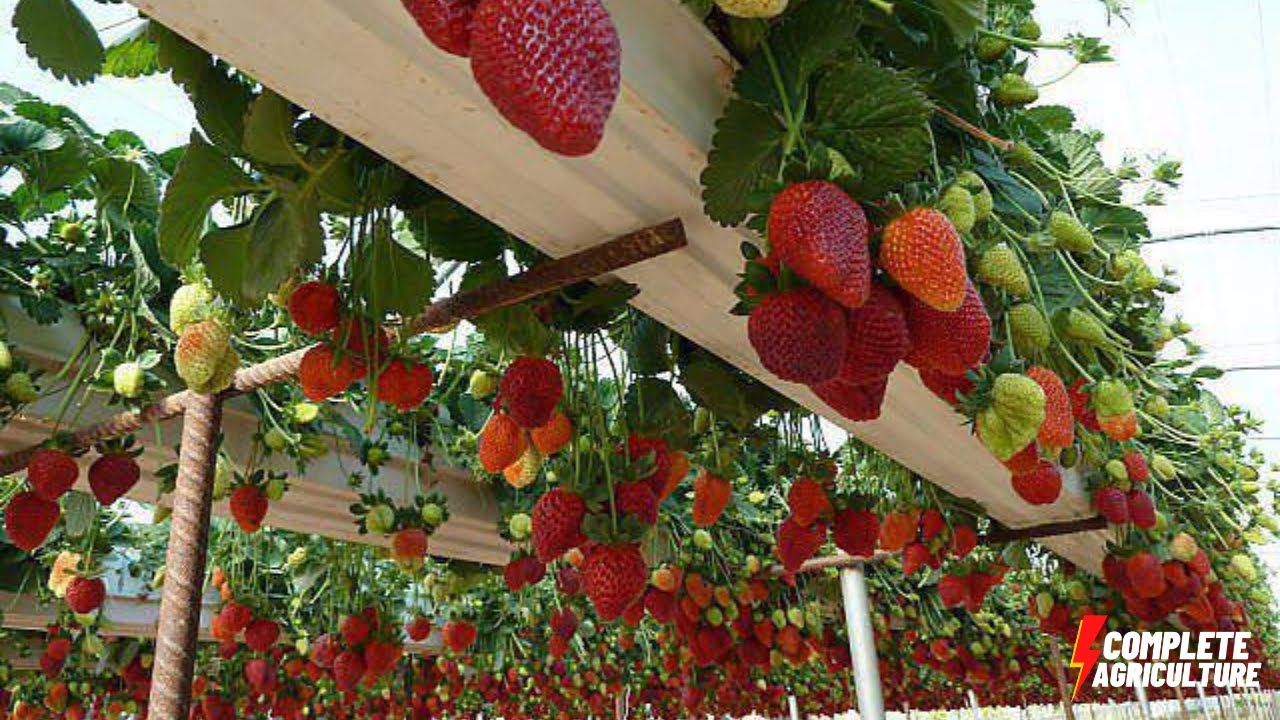 Modern Strawberry Farming Harvesting strawberry Processing in ...