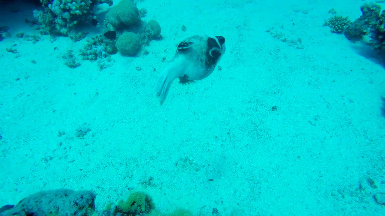 Koffer fish - YouTube