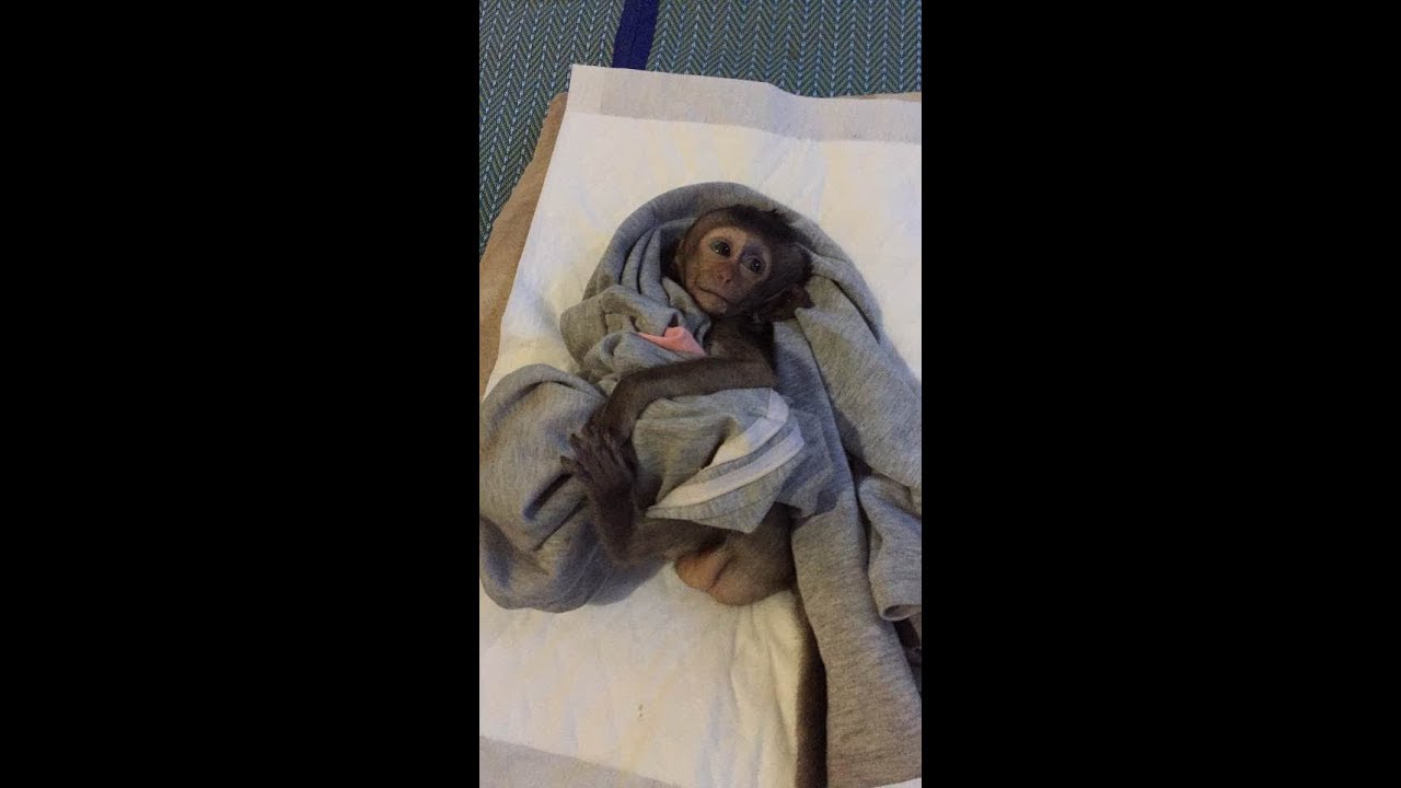 Baby Monkey Rescued - YouTube