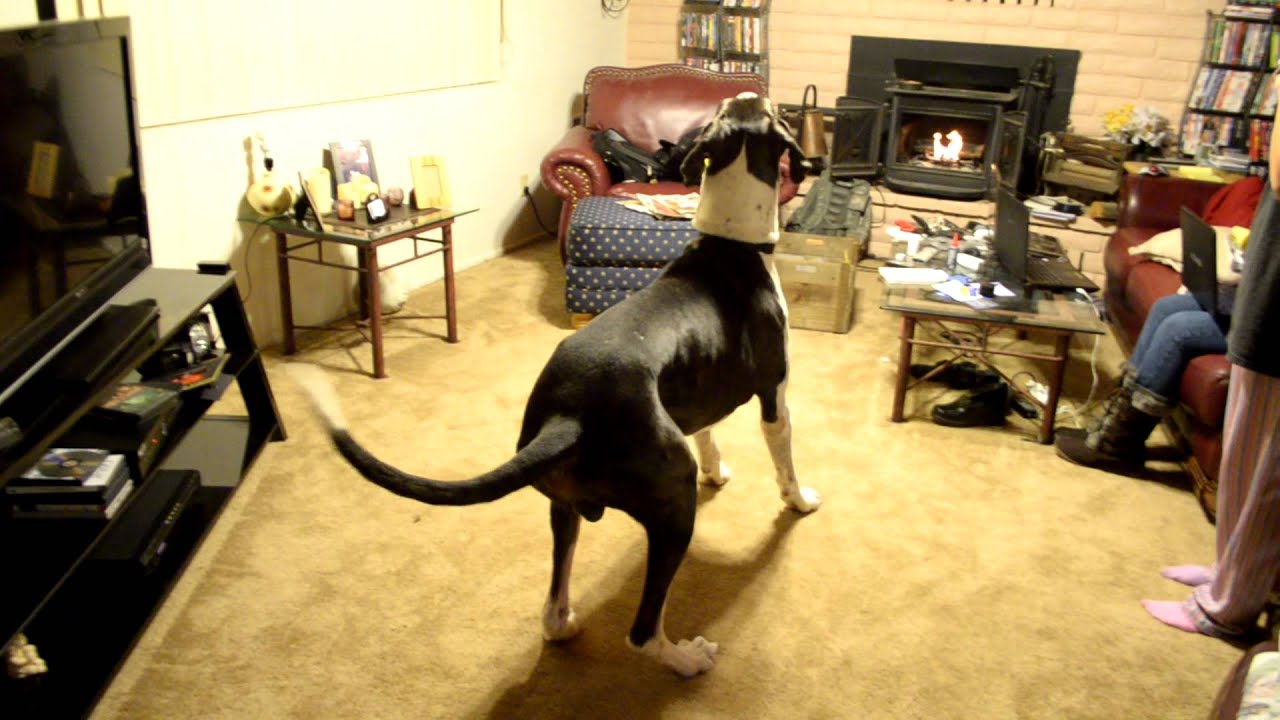 Great Dane Trying to catch a moth. Funny Funny Funny - YouTube