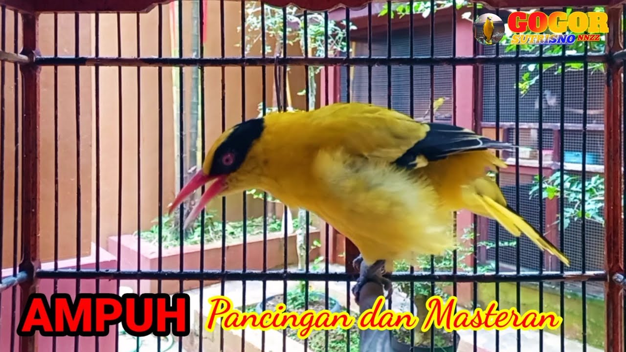 Kepodang emas gacor ISIAN BURUNG PRENJAK suara kepodang buat PANCINGAN ...