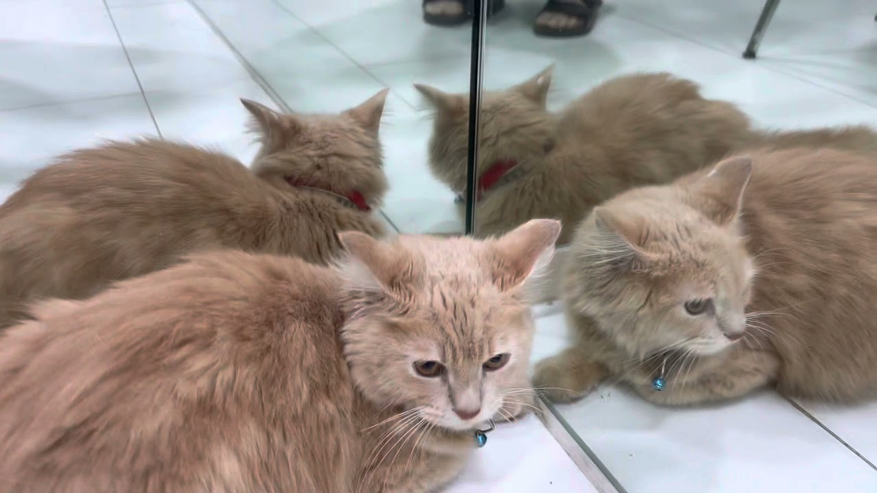 Simba & his reflection - YouTube
