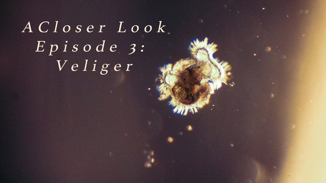 Veliger Larvae - YouTube