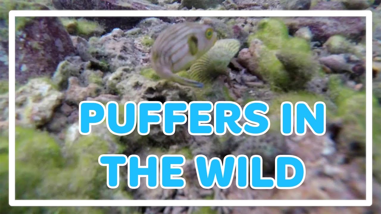 Puffer Fish in the Wild - YouTube