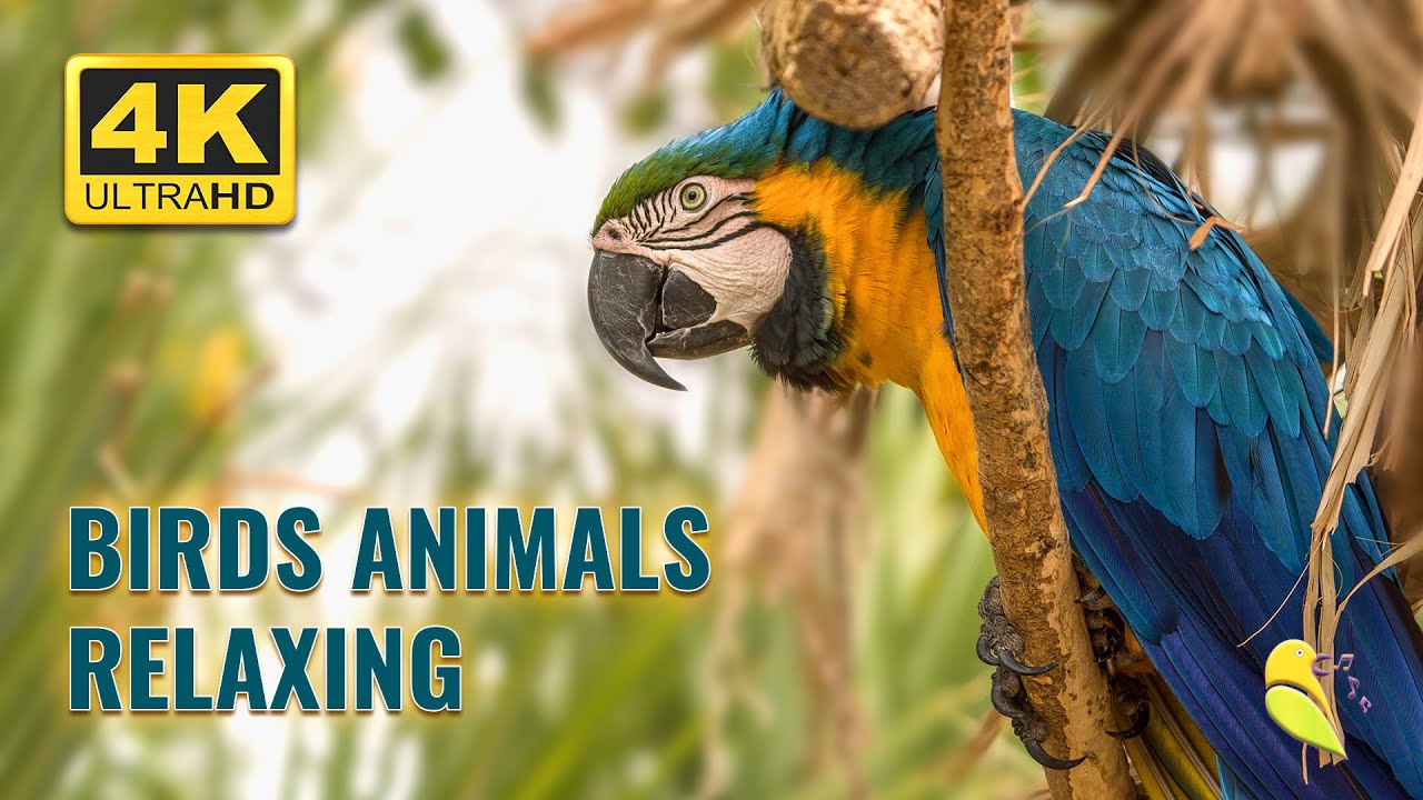 Relaxing Music With Beautiful Birds Singing, Birds and Animals, 4K UHD ...
