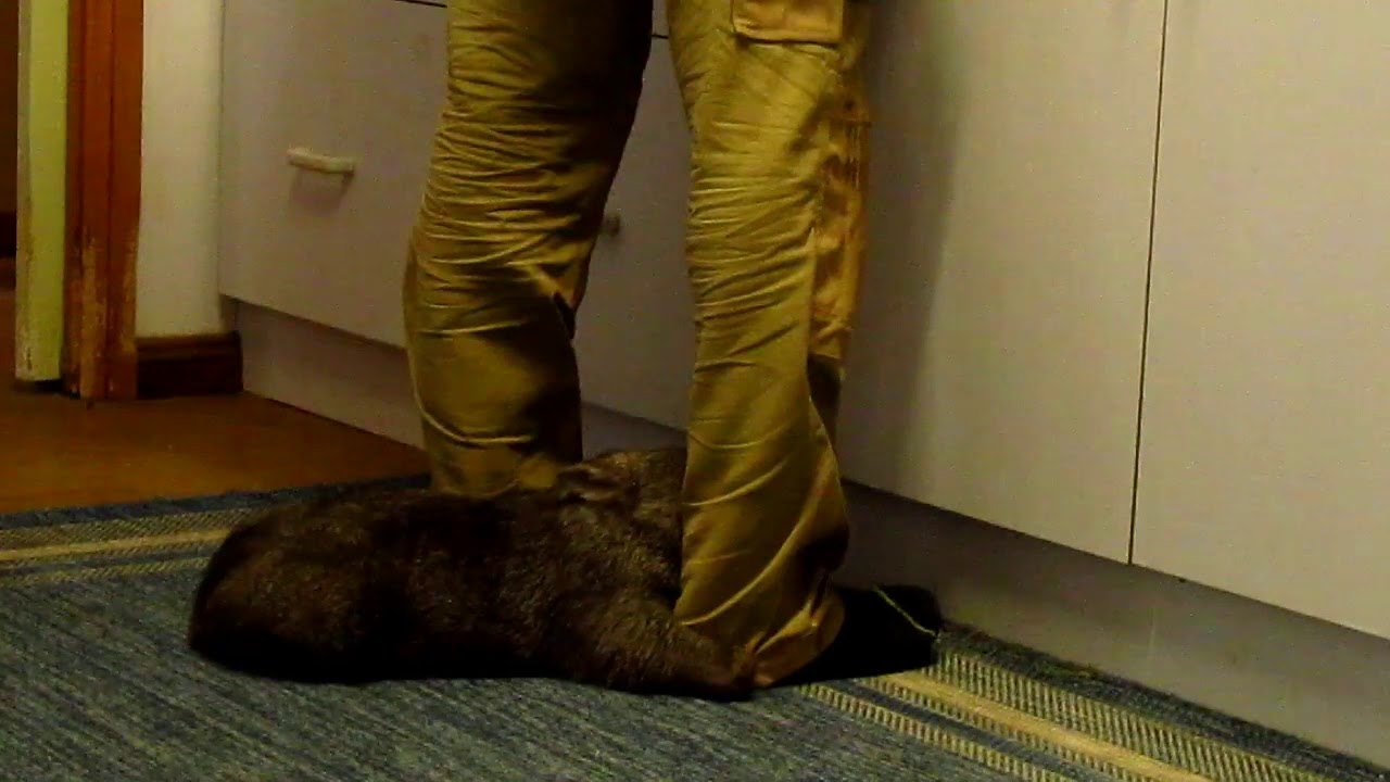 Cooking with wombats - YouTube