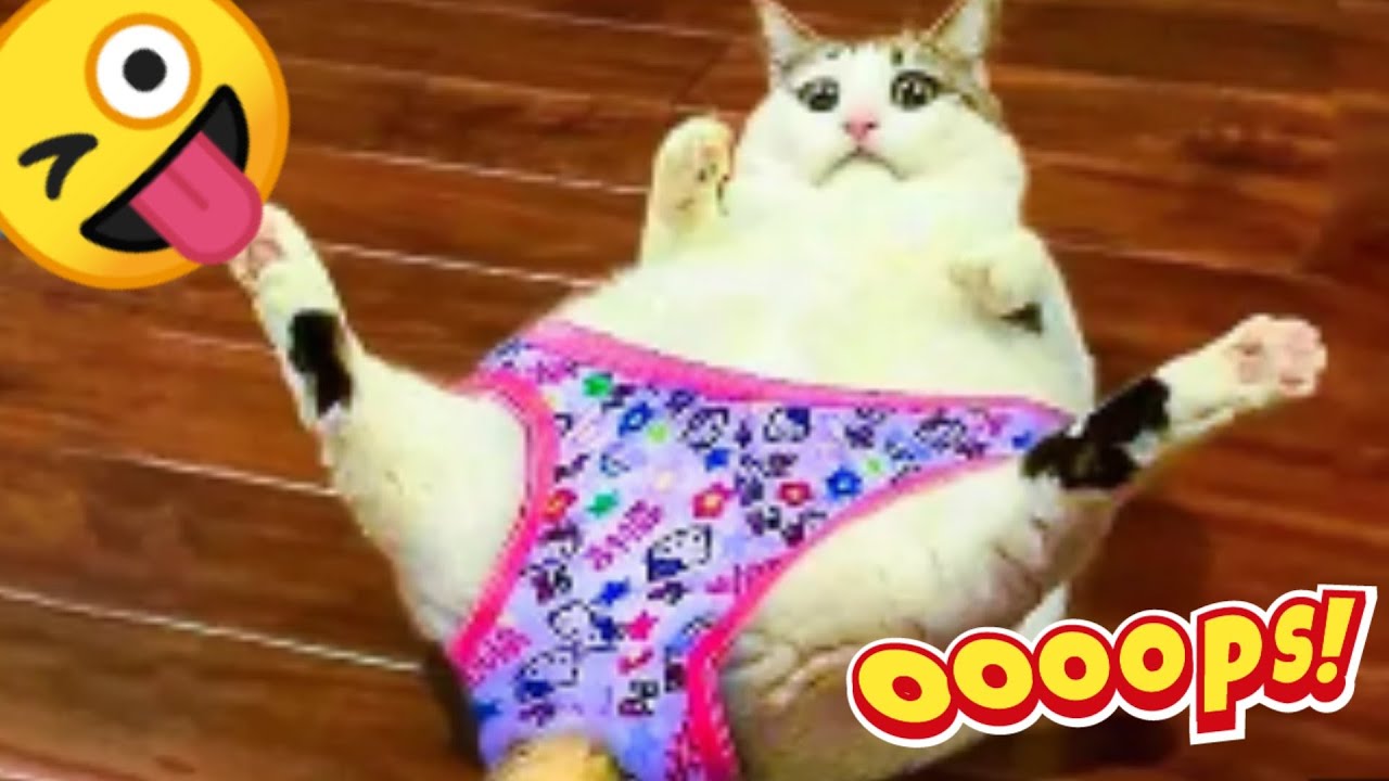 Funny Pets Cats And Dogs Part 28 World Famous Pets funny-pets-cats-and-dogs-part-28-world-famous-pets